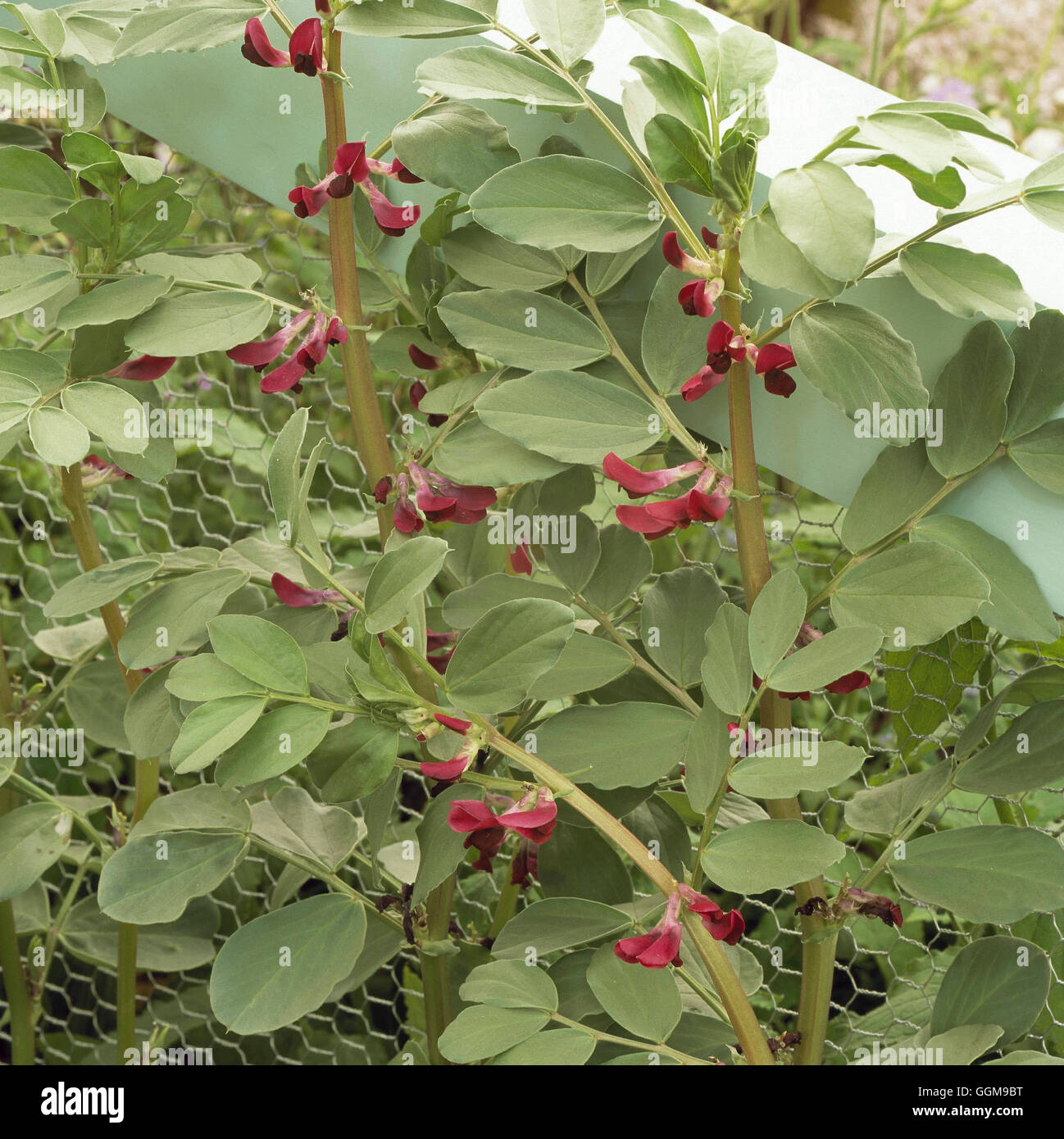 Broadbean hi-res stock photography and images - Alamy